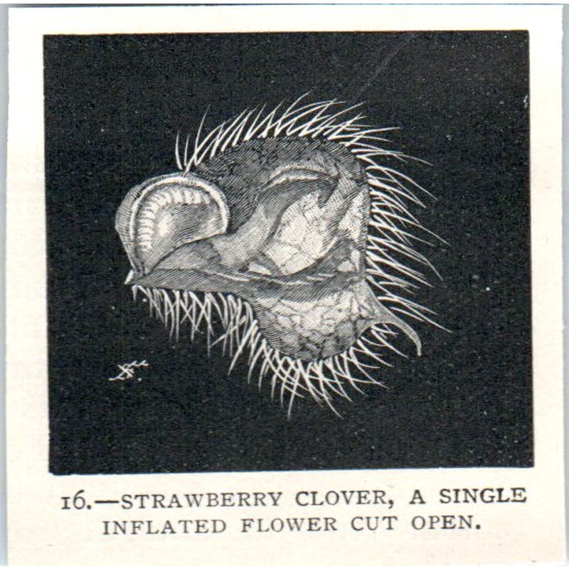 Strawberry Clover Single Inflated Flower Cross Section 1897 Engraving ...